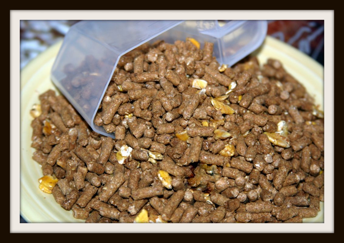 Infinity Adult Pig Chow – Royal Dandies